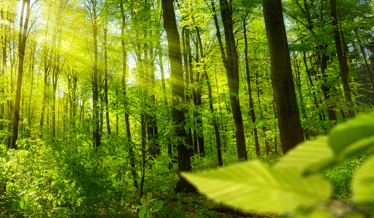 The roots of a sustainable future: integrating trees into a circular economy